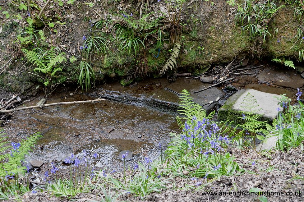 Shelf Park and Woods 2014