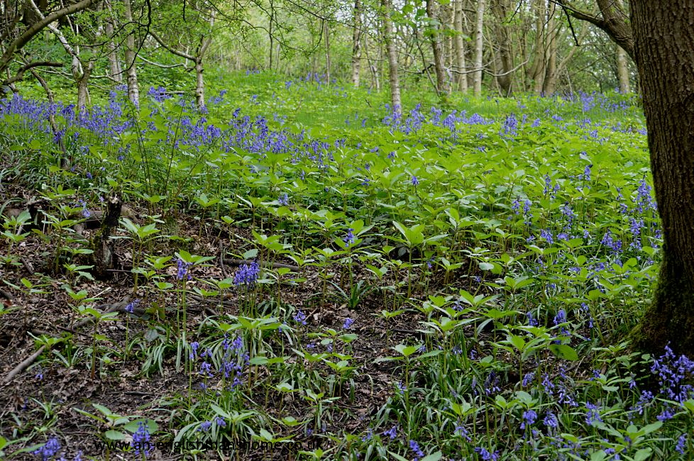 Shelf Park and Woods 2014