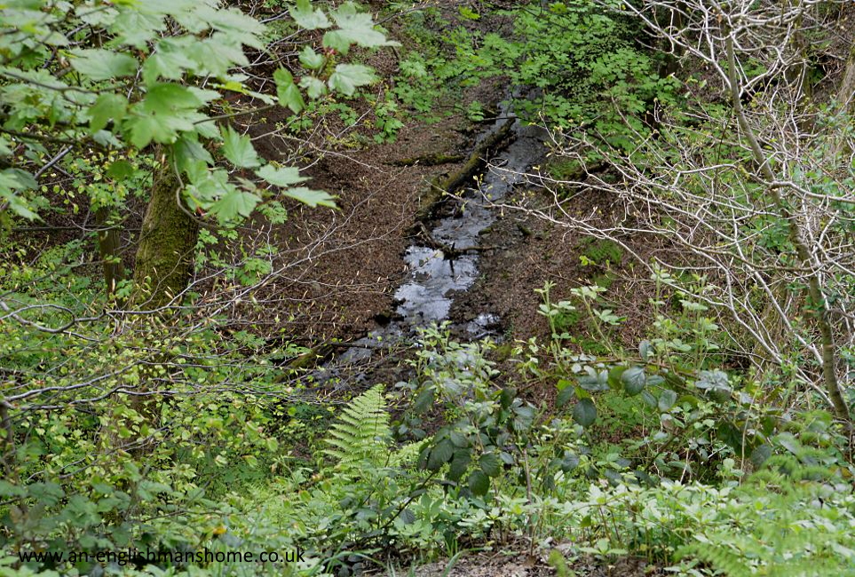 Shelf Park and Woods 2014