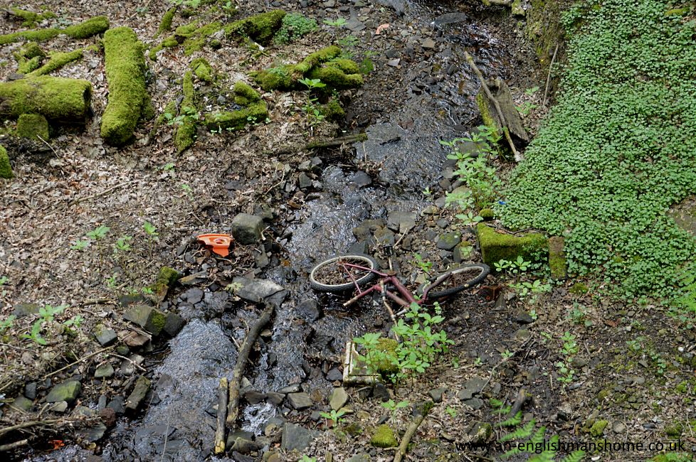 Shelf Park and Woods 2014