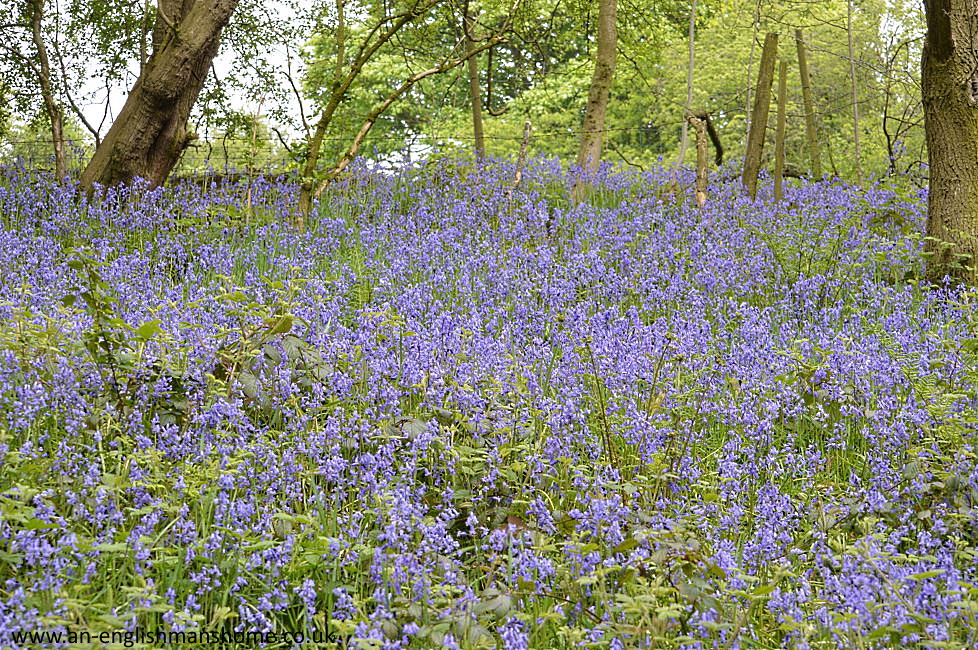 Shelf Park and Woods 2014