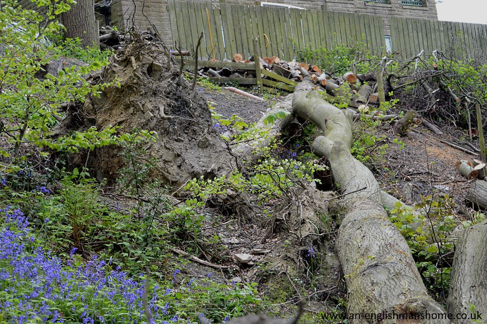 Shelf Park and Woods 2014