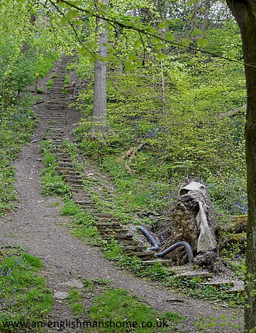 Shelf Park and Woods 2014